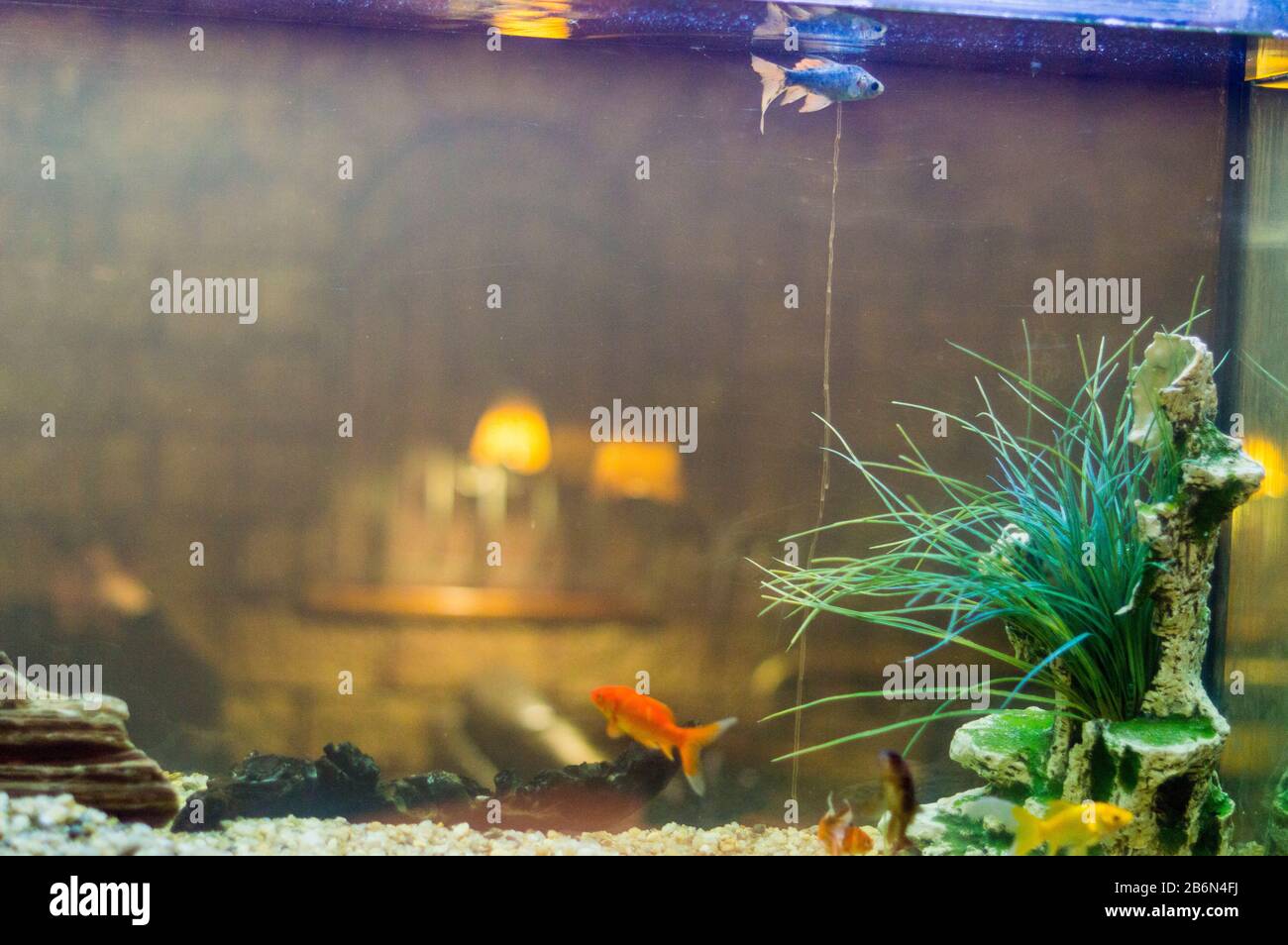 Accident d'aquarium Banque de photographies et d’images à haute ...