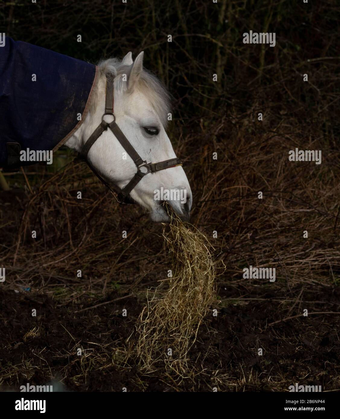 Horse eating hay Banque de photographies et d’images à haute résolution ...