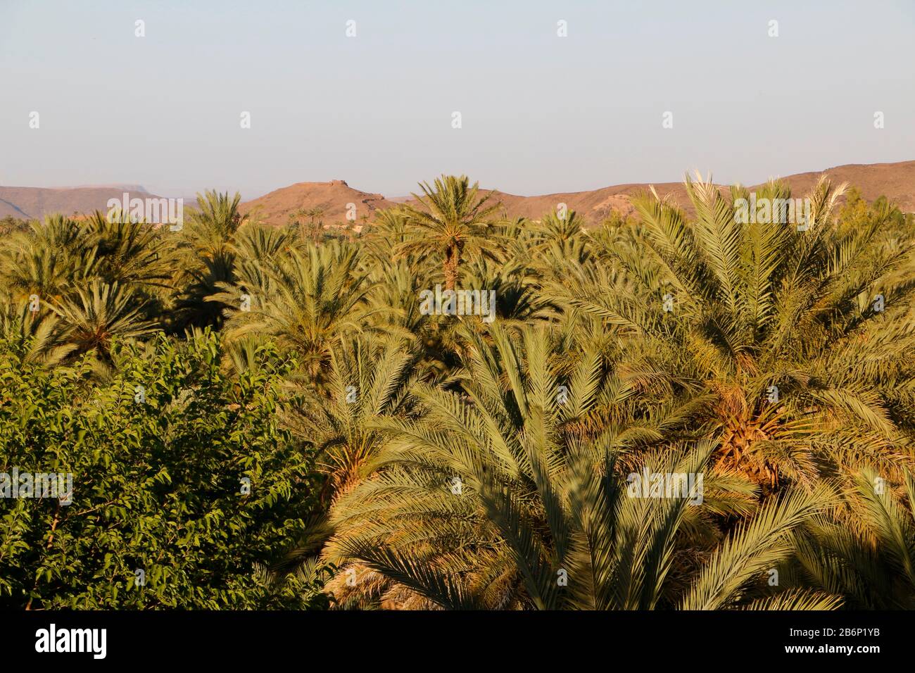 Oasis au maroc Banque de photographies et d’images à haute résolution ...