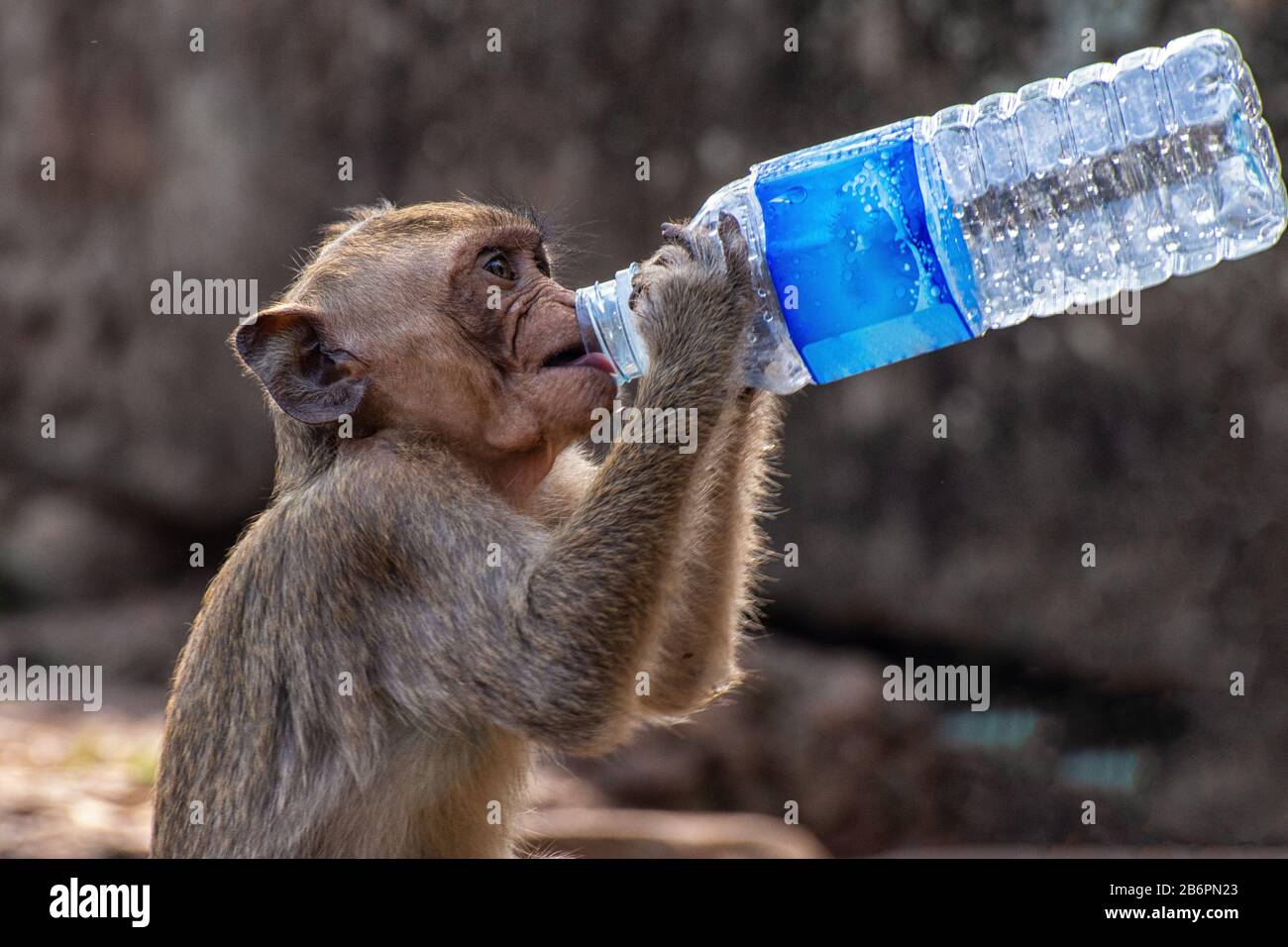 Eau de singe Banque de photographies et d’images à haute résolution - Alamy