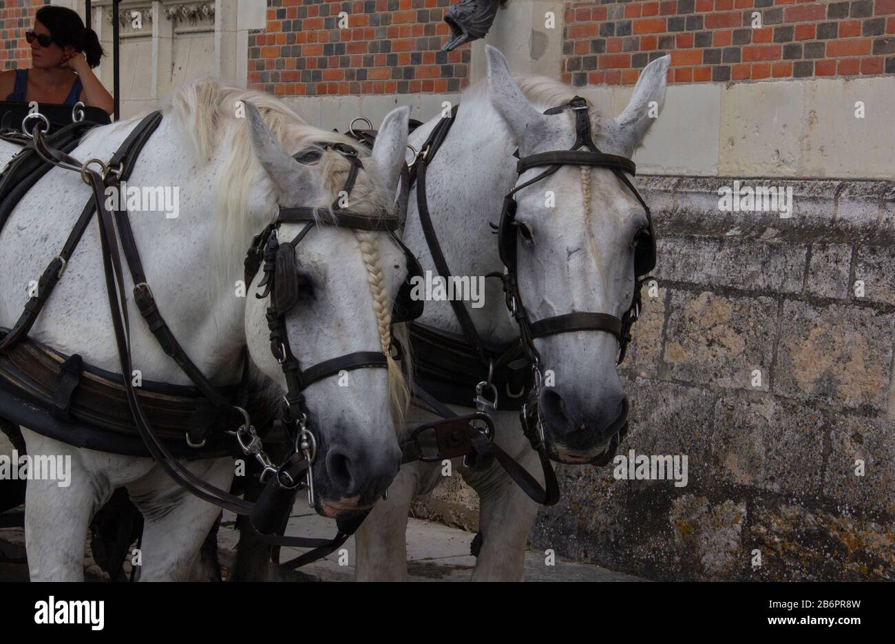 Carrosse royal et chevaux blancs Banque de photographies et d’images à ...