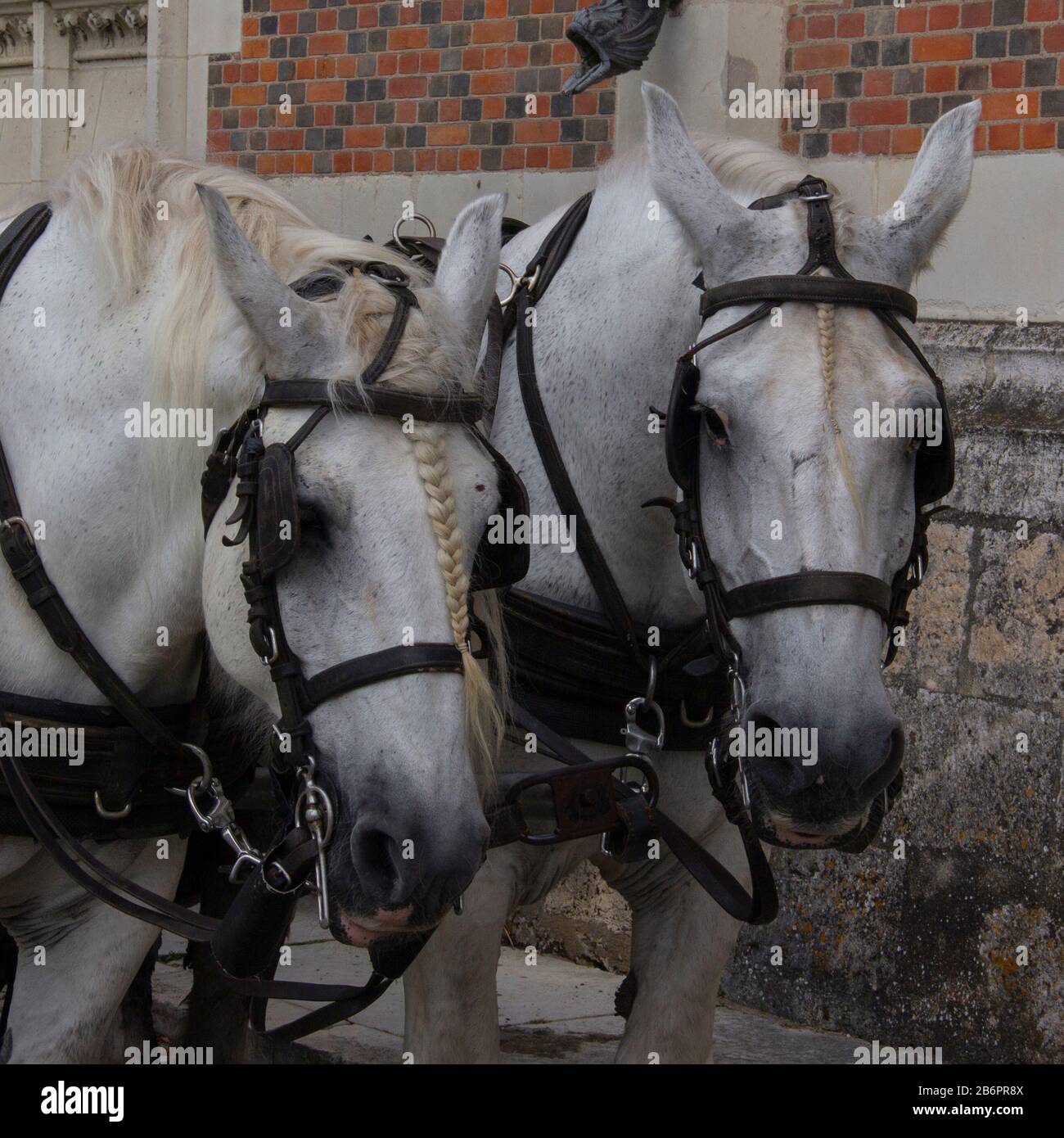 Carrosse royal et chevaux blancs Banque de photographies et d’images à ...