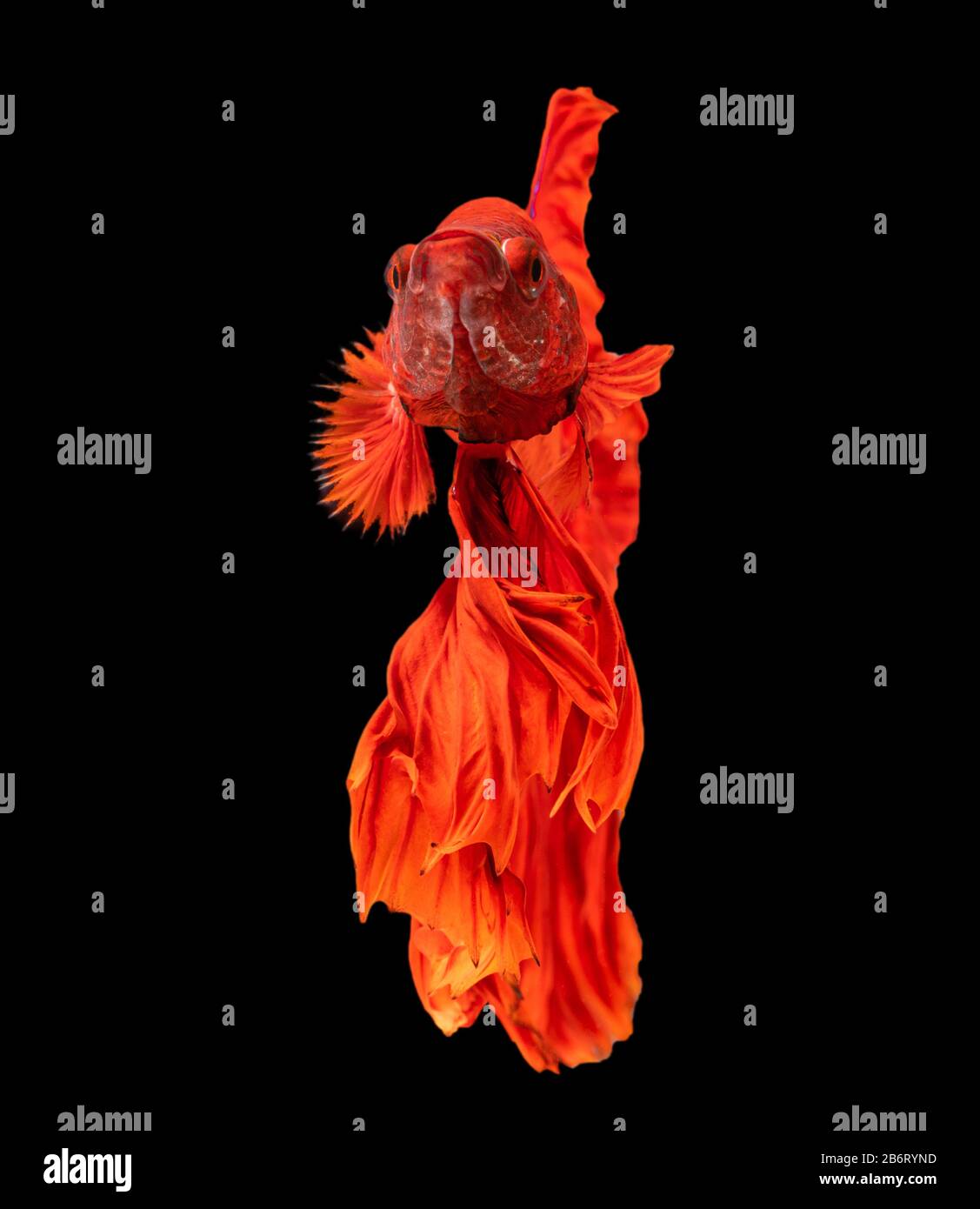 Poisson de combat siamois betta splendens Banque de photographies et d ...