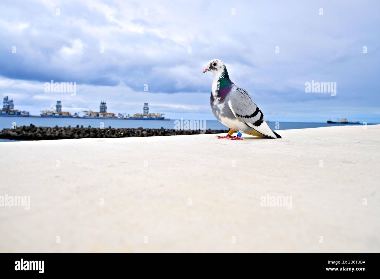 Pigeon Voyageur Message Banque d'image et photos - Alamy