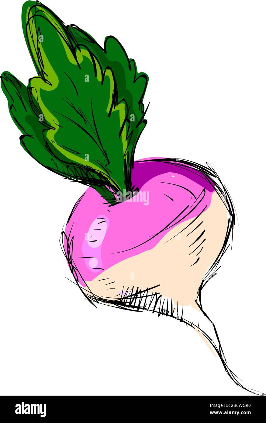 Radish drawing Banque de photographies et d’images à haute résolution ...