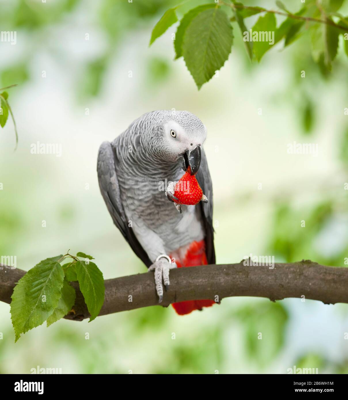 Perroquet gris africain (Psittacus erithacus). Oiseau adulte perché sur ...
