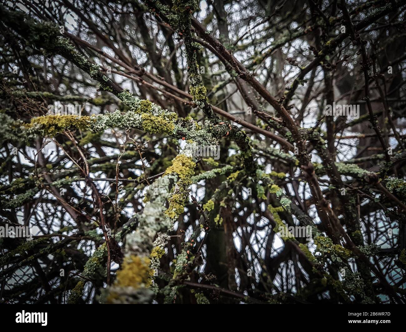 Lichens sur les arbres en hiver Banque de photographies et d’images à ...
