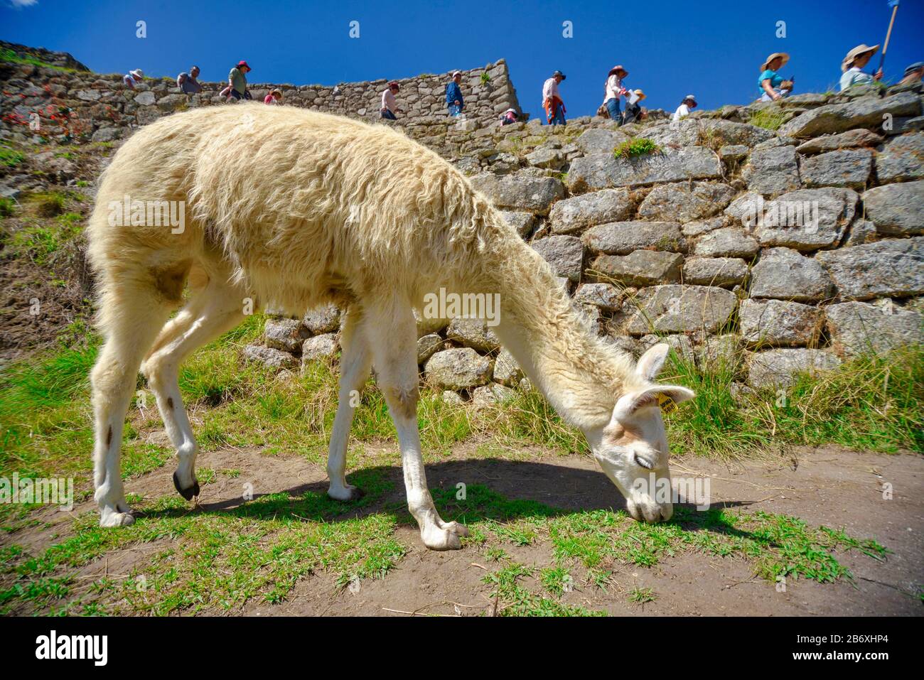 Lama lama Banque de photographies et d’images à haute résolution - Alamy