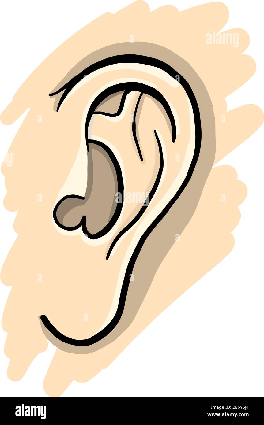 Ear illustration Banque d'images vectorielles - Alamy