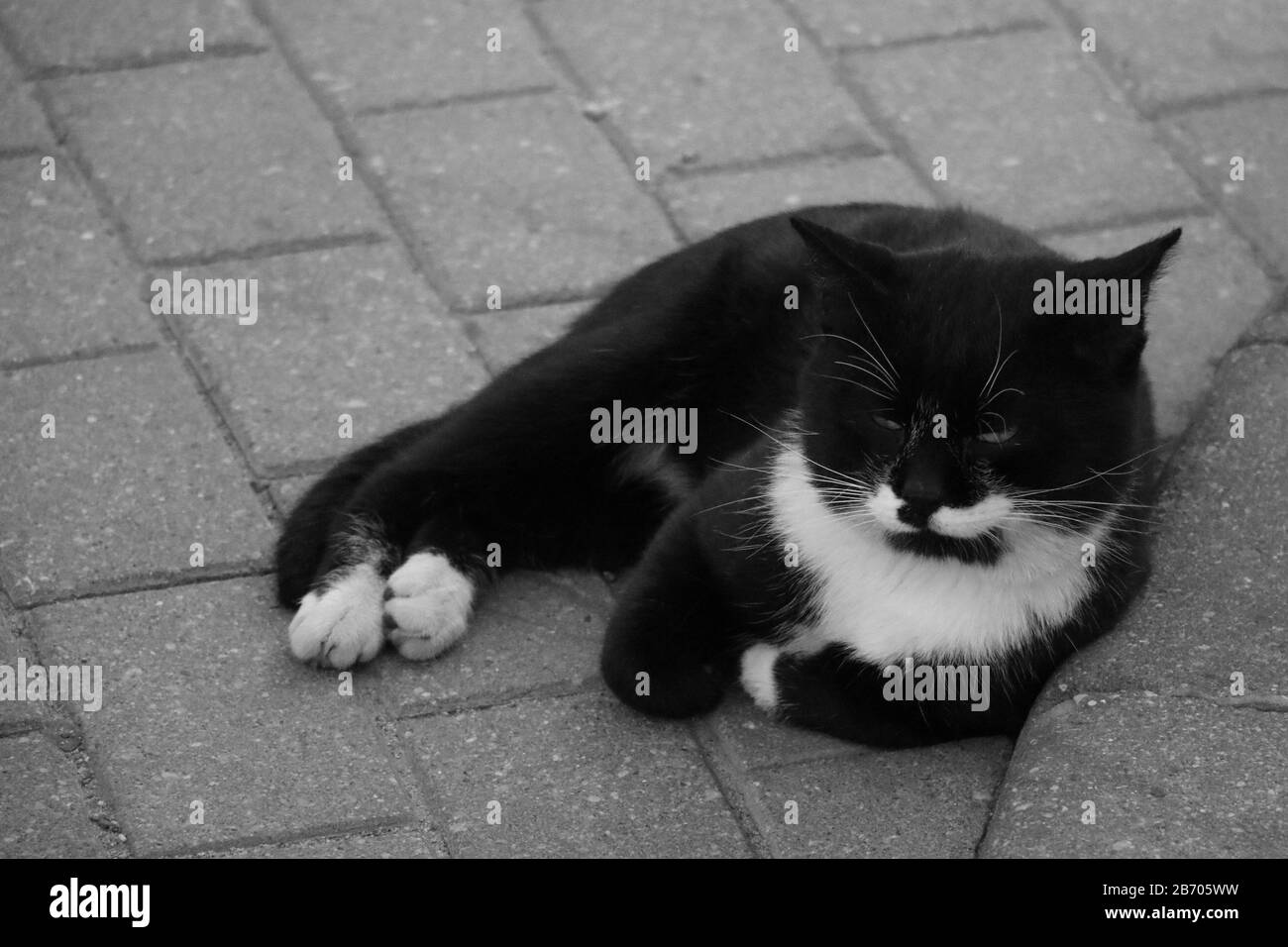 Yeux de chat noir et blanc Banque d'images noir et blanc - Alamy
