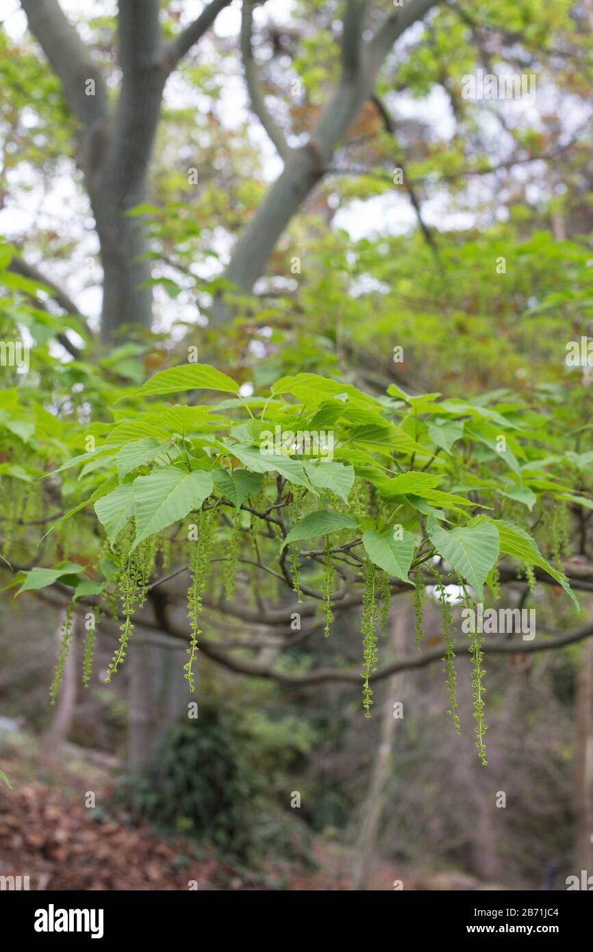 Acer davidii davidii Banque de photographies et d’images à haute ...