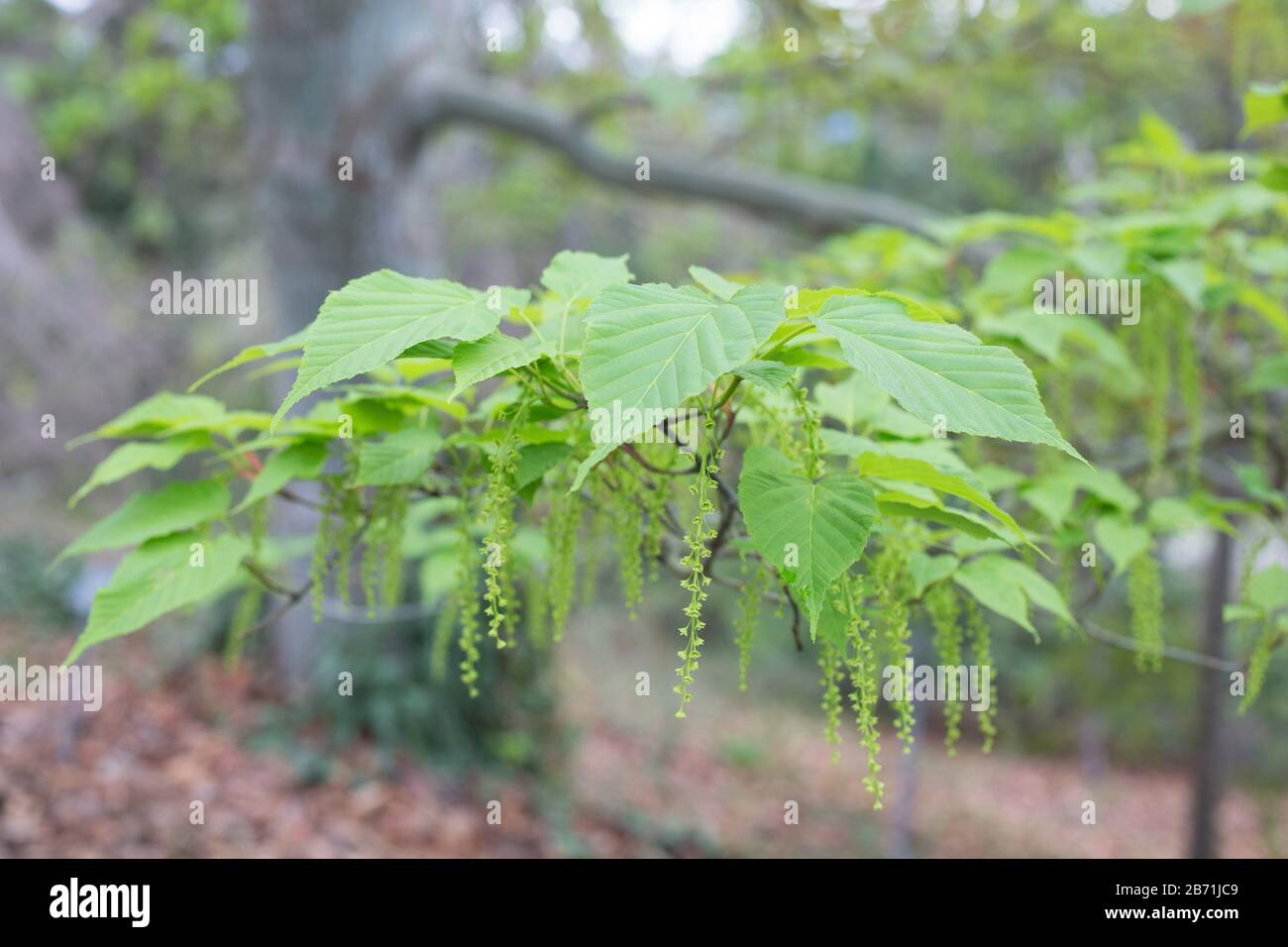 Acer davidii 'snakebark maple' Banque de photographies et d’images à ...