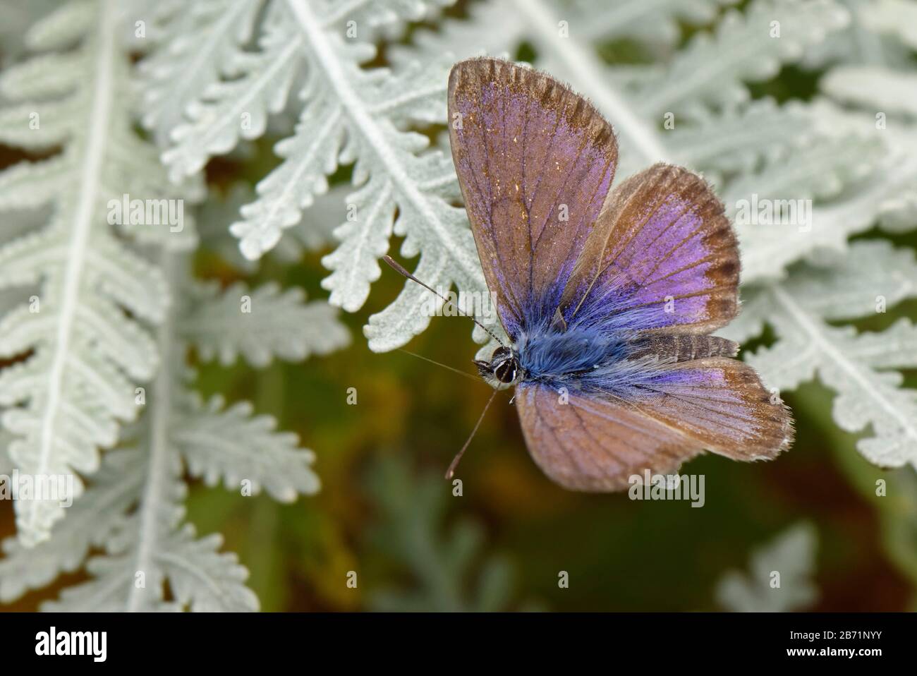 Papillon bleu canari Banque de photographies et d’images à haute ...