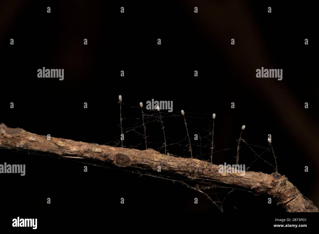 Cycle De Vie De Chrysopes Banque d'image et photos - Alamy