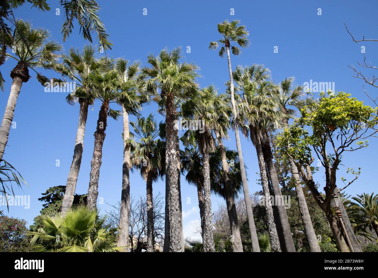 Jardins botaniques de cadix Banque de photographies et d’images à haute ...