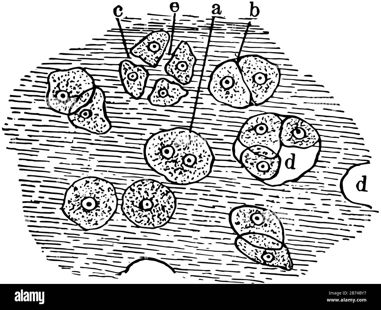 Matrice de cartilage Banque d'images noir et blanc - Alamy