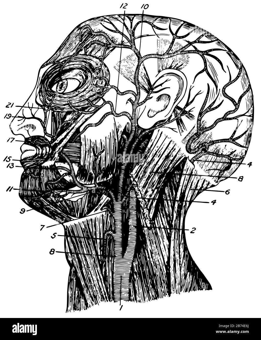 Cette illustration représente Les Muscles faciaux, le dessin vintage ou ...