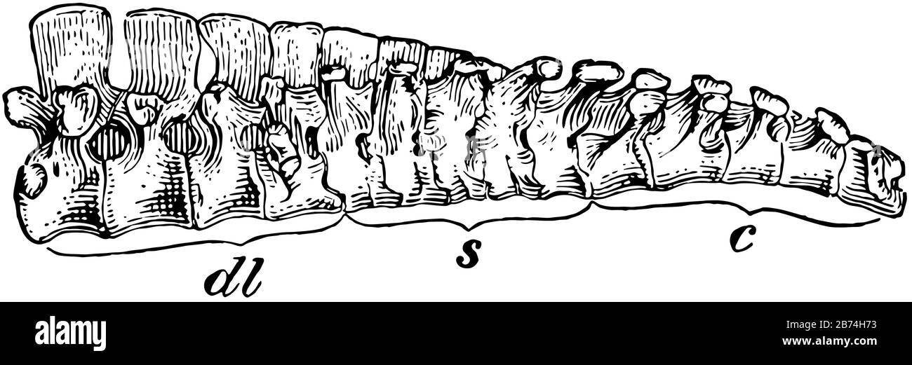 Le Sacré-oiseau est un gros os triangulaire comme base de la colonne ...