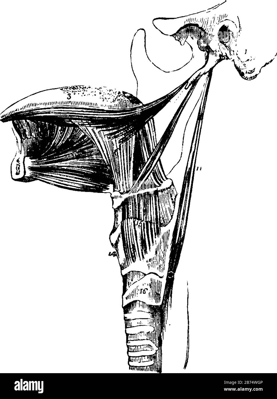 Les muscles de la langue Banque d'images vectorielles - Alamy