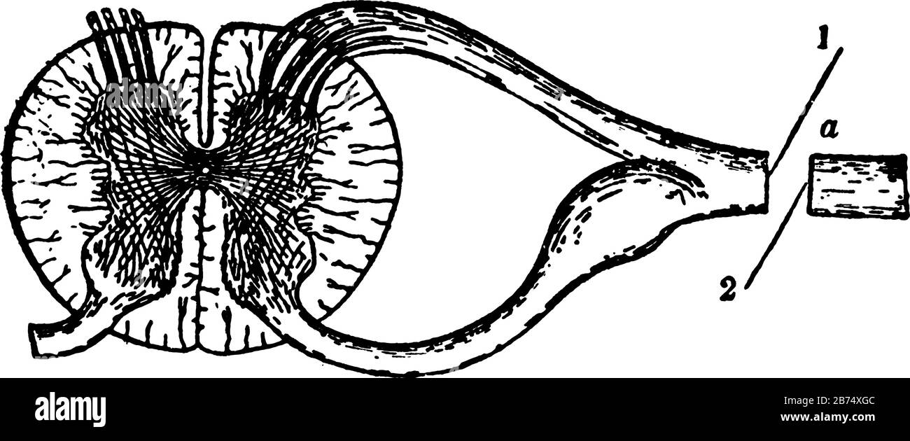 Les nerfs rachidien Banque de photographies et d’images à haute ...