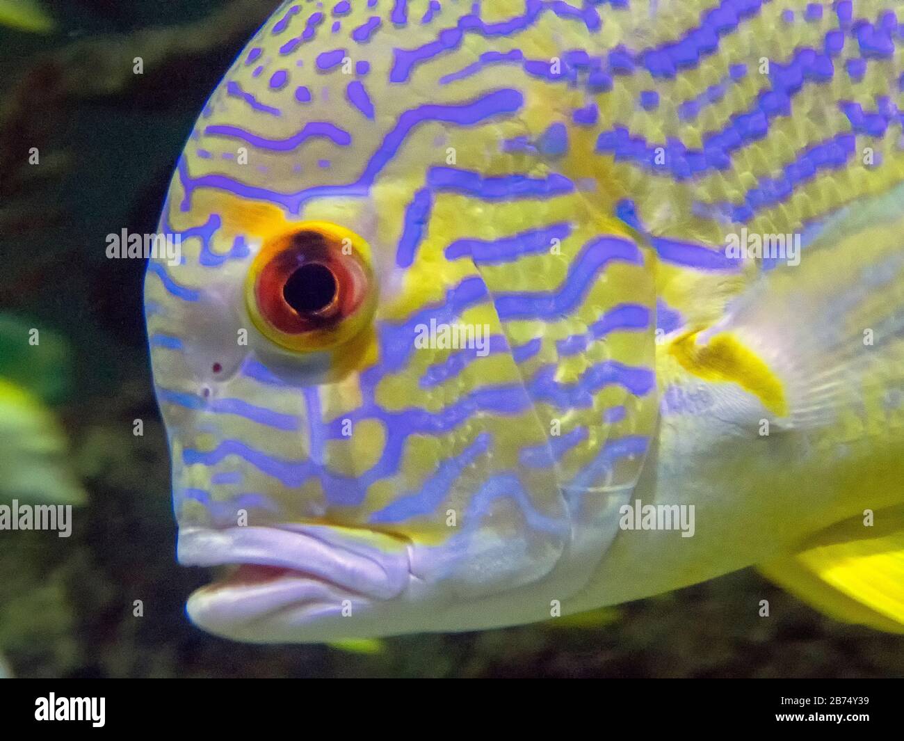 Sailfin snapper Banque de photographies et d’images à haute résolution ...