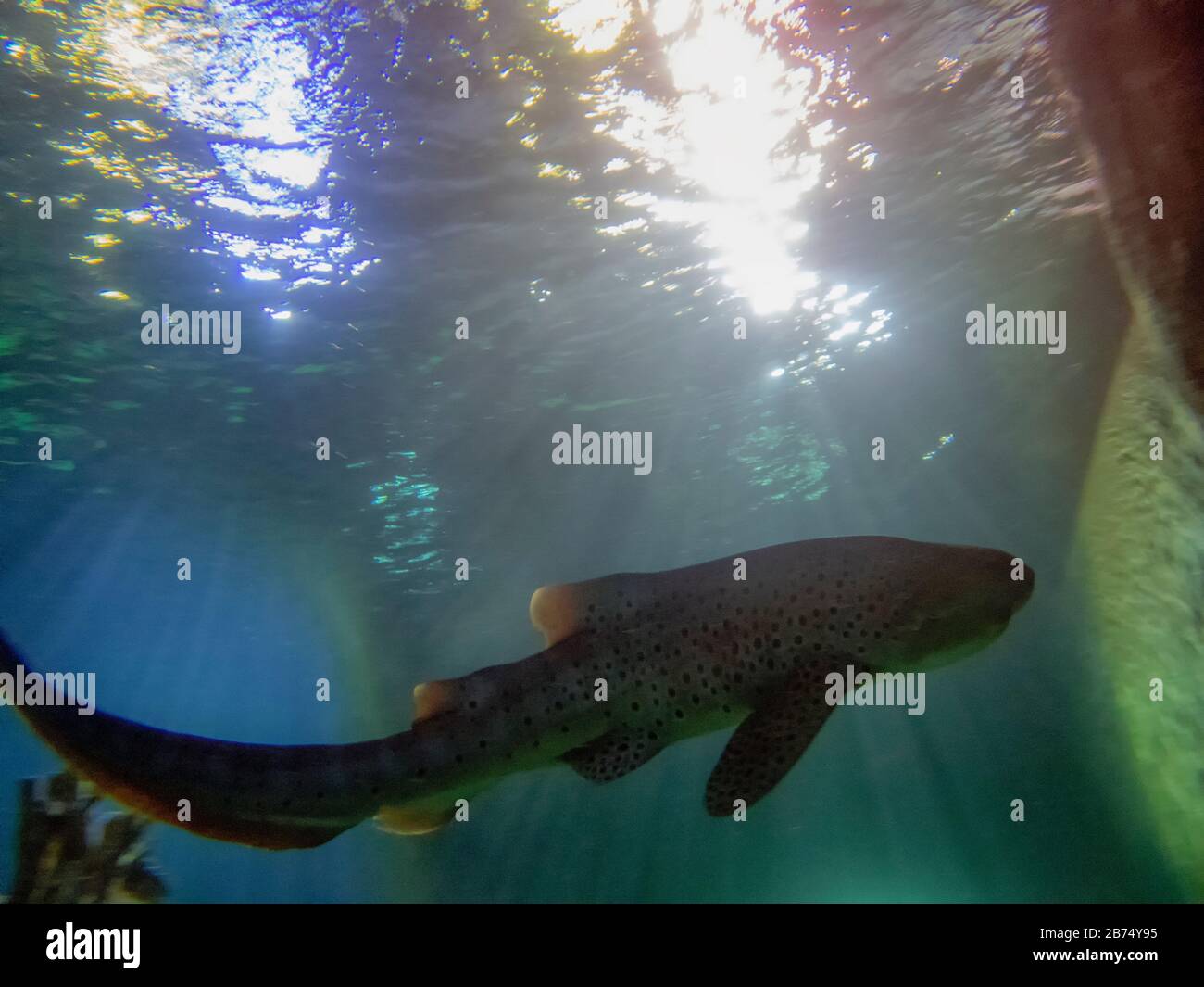 Zebra shark stegostoma fasciatum Banque de photographies et d’images à ...