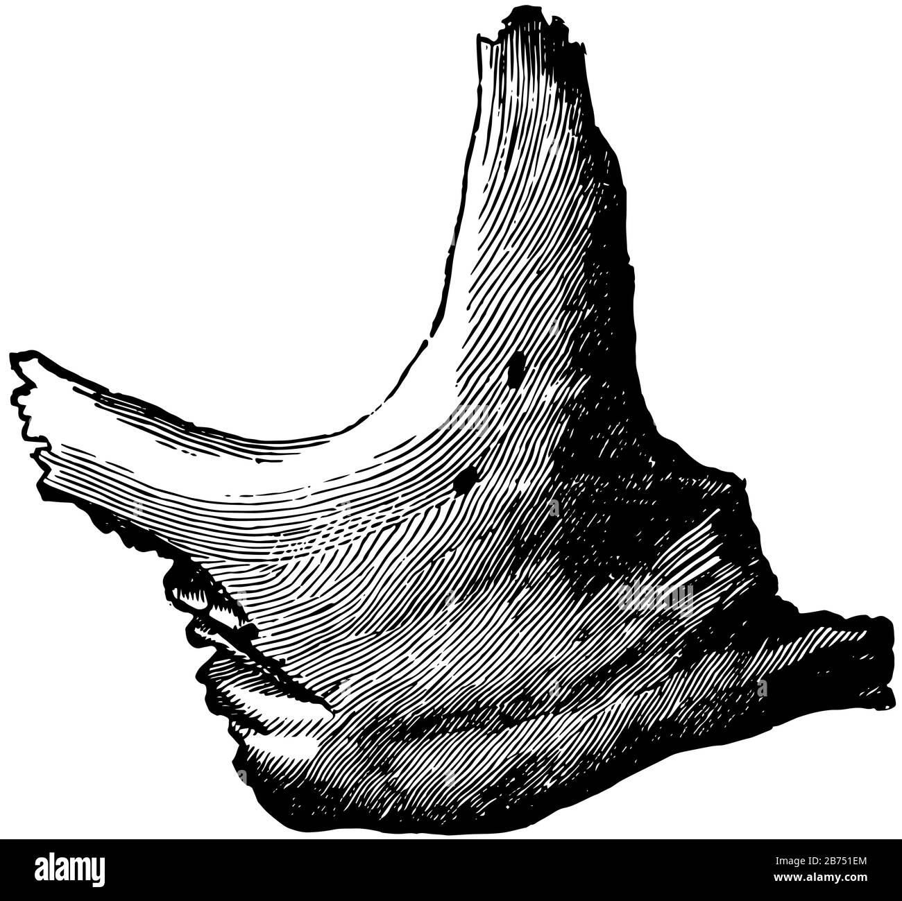 Malar bone Banque de photographies et d’images à haute résolution - Alamy