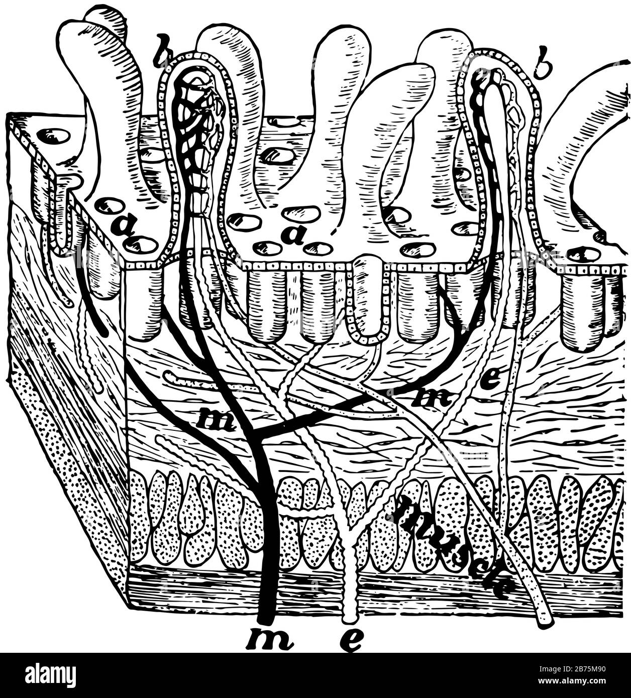 Ce diagramme représente la section de la paroi Intestinale, le dessin ...