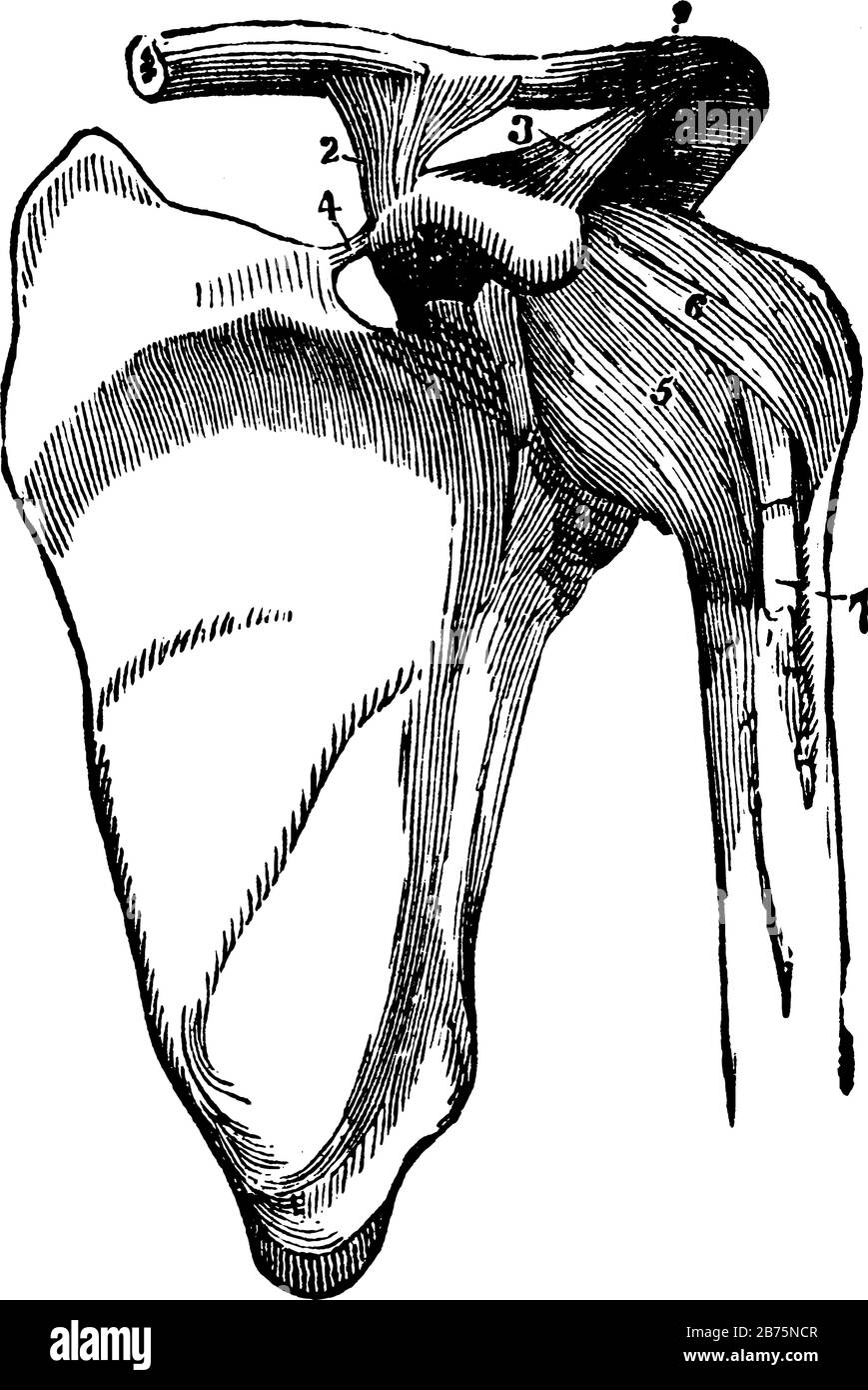 Cette illustration représente l'articulation de l'épaule et Les ...