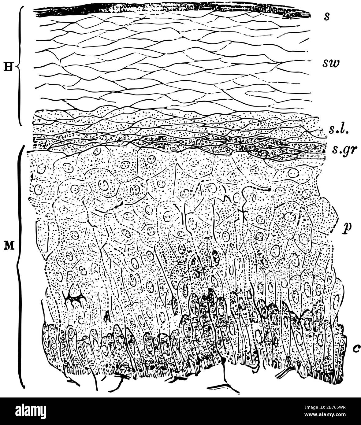 Cette illustration représente la section De L'Épiderme, le dessin de ...