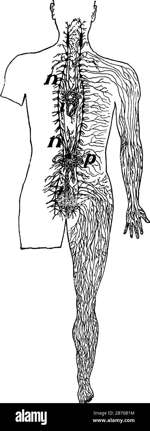 Cette illustration représente le système Nerveux Sympathique, le dessin ...