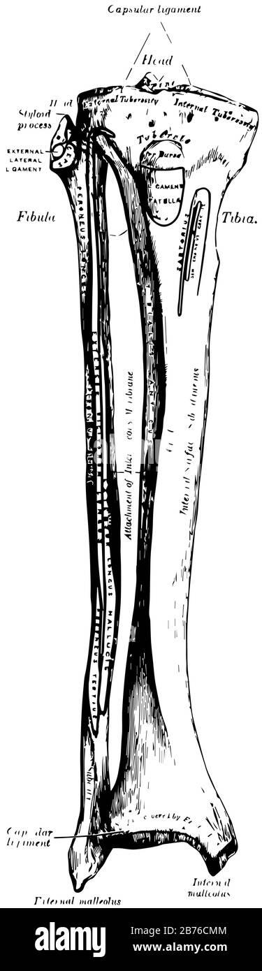 Cette illustration représente Tibia et Fibula, dessin de lignes ...