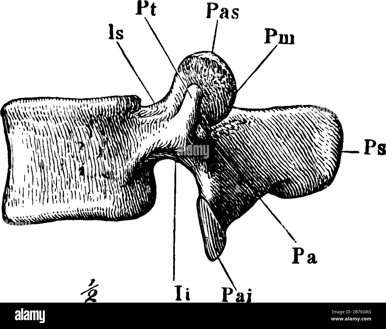 Cette illustration représente Une Vertèbre lombaire, un dessin de ... Cette illustration représente Une Vertèbre lombaire, un dessin de ...