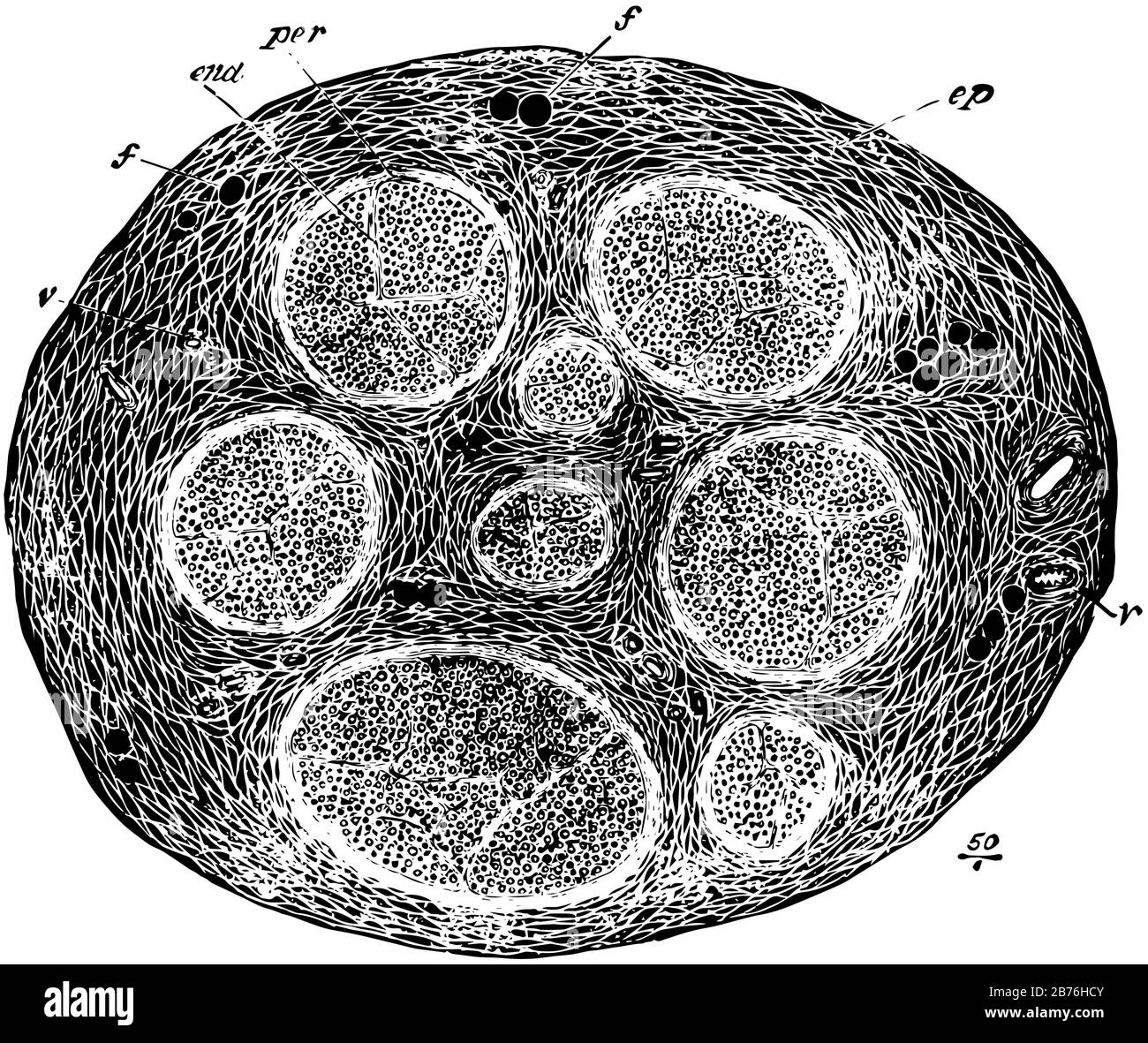Cette illustration représente la section Du Nerf Saphène interne, le ...