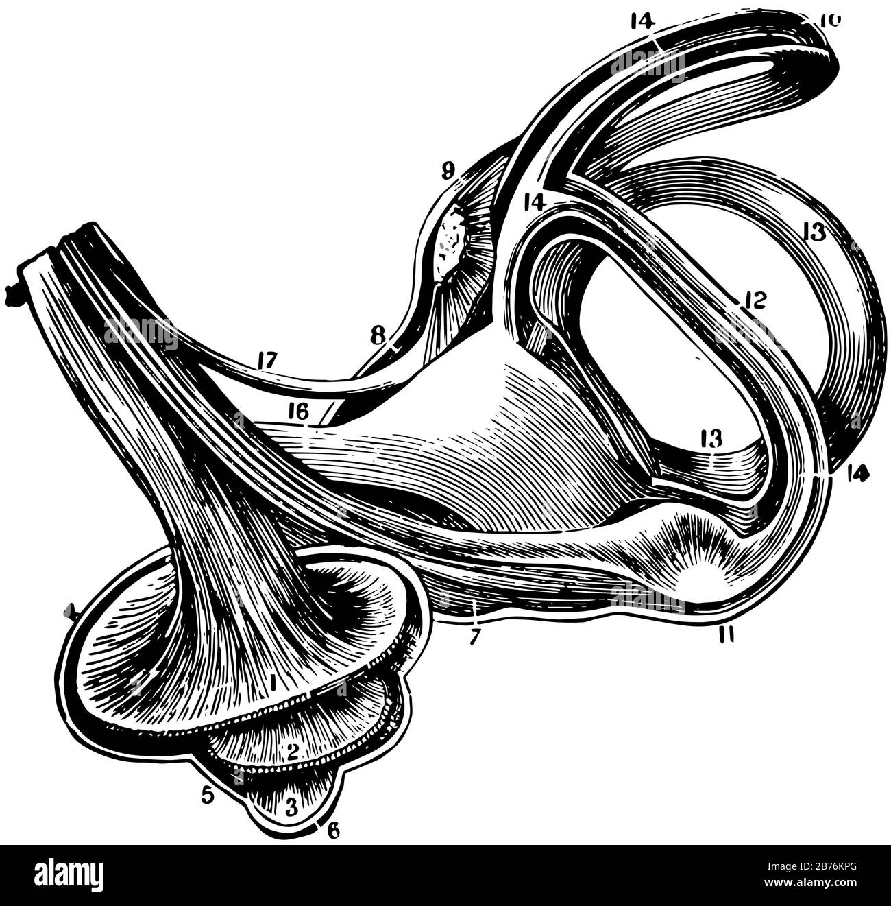 Cette illustration représente le Labyrinthe de l'oreille interne, le ...