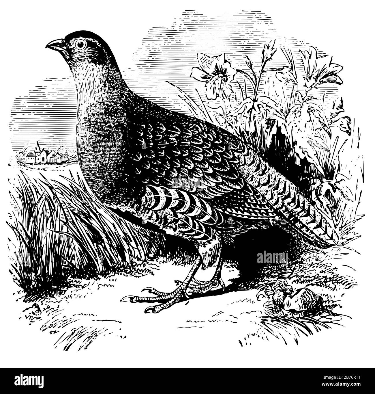 Perdrix noire Banque d'images vectorielles - Alamy