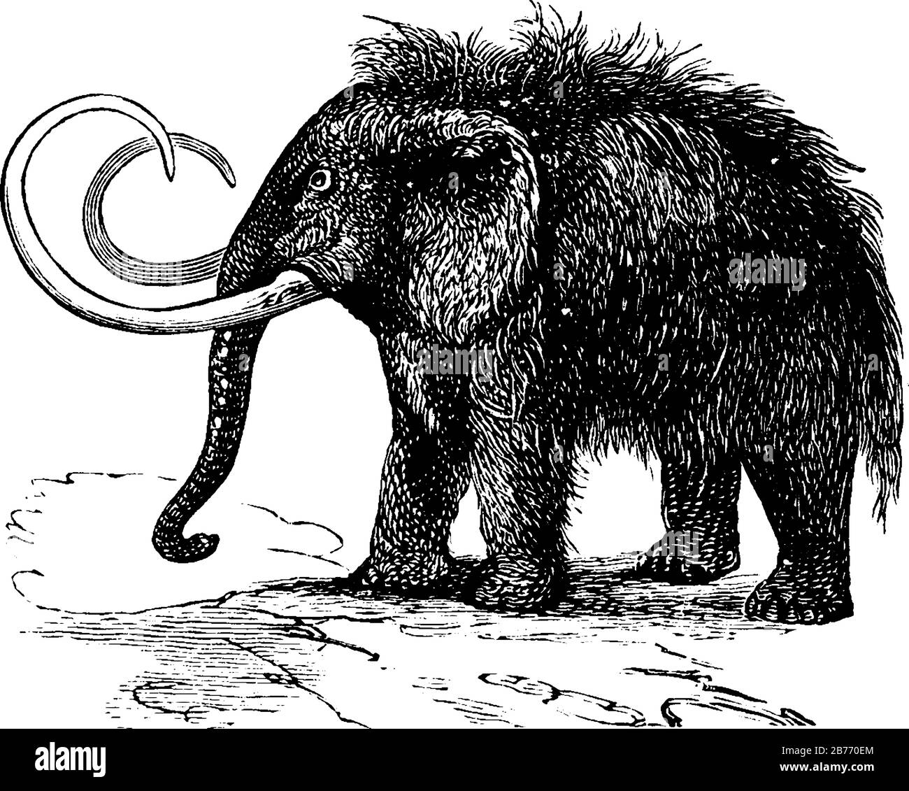 Le pachyderme maintenant éteint, le mammouth, il montre trois images de ...