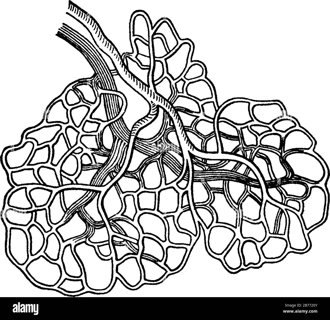 Le derme, la couche suivante de la peau, contient des terminaisons ...