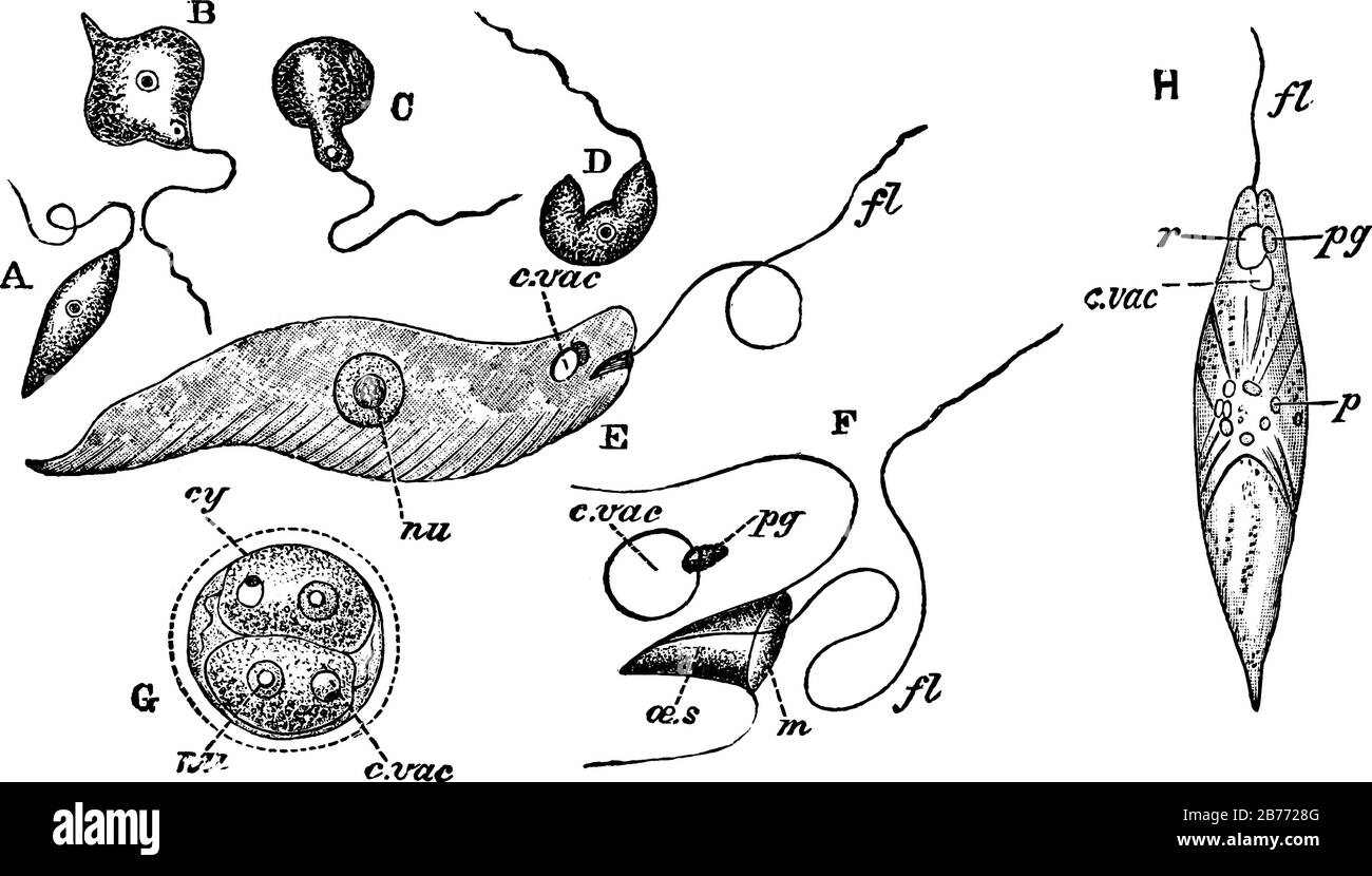 Euglena viridis Banque de photographies et d’images à haute résolution ...