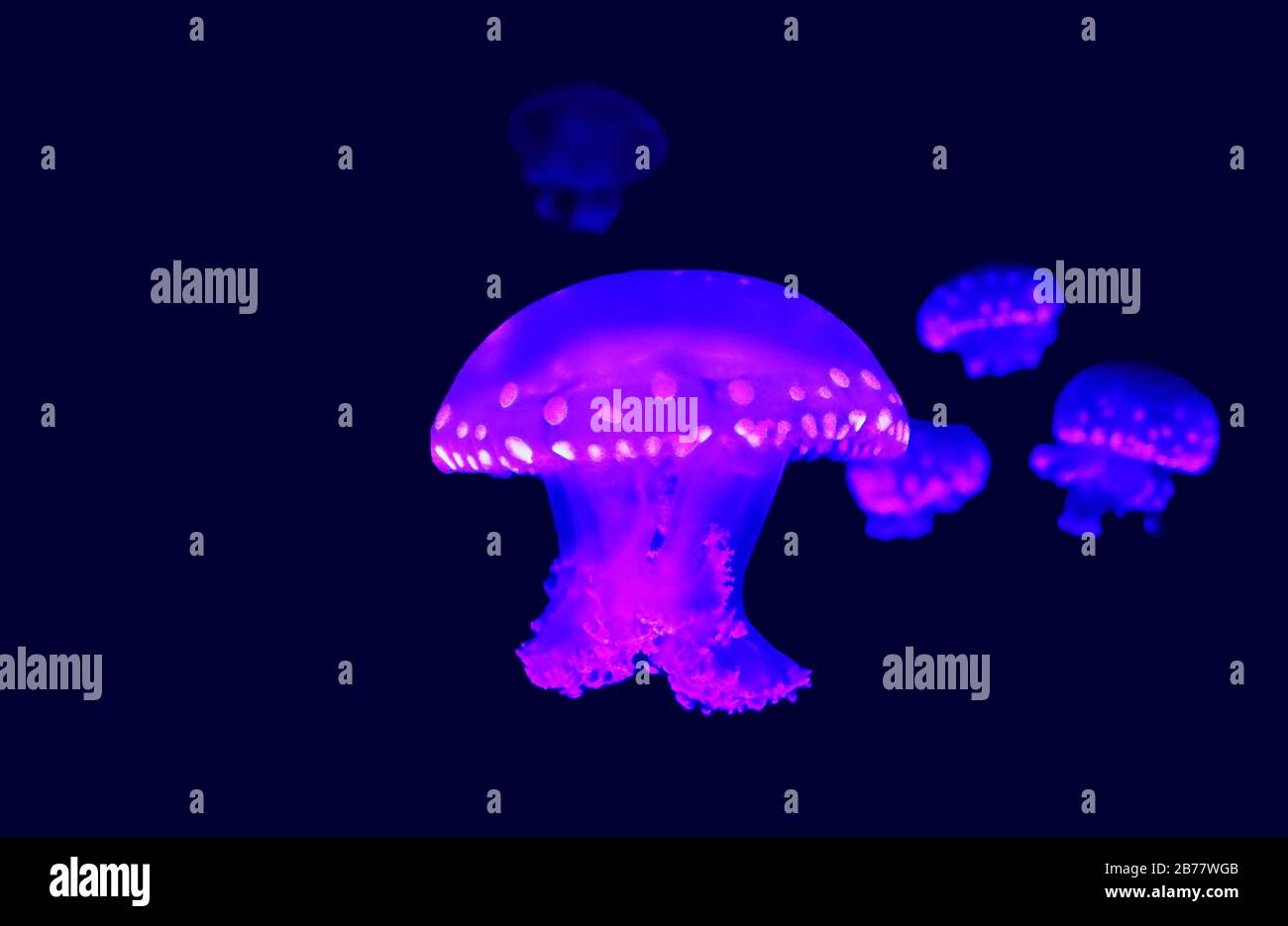 Phyllorhiza punctata est une espèce de méduses, également connue sous ...