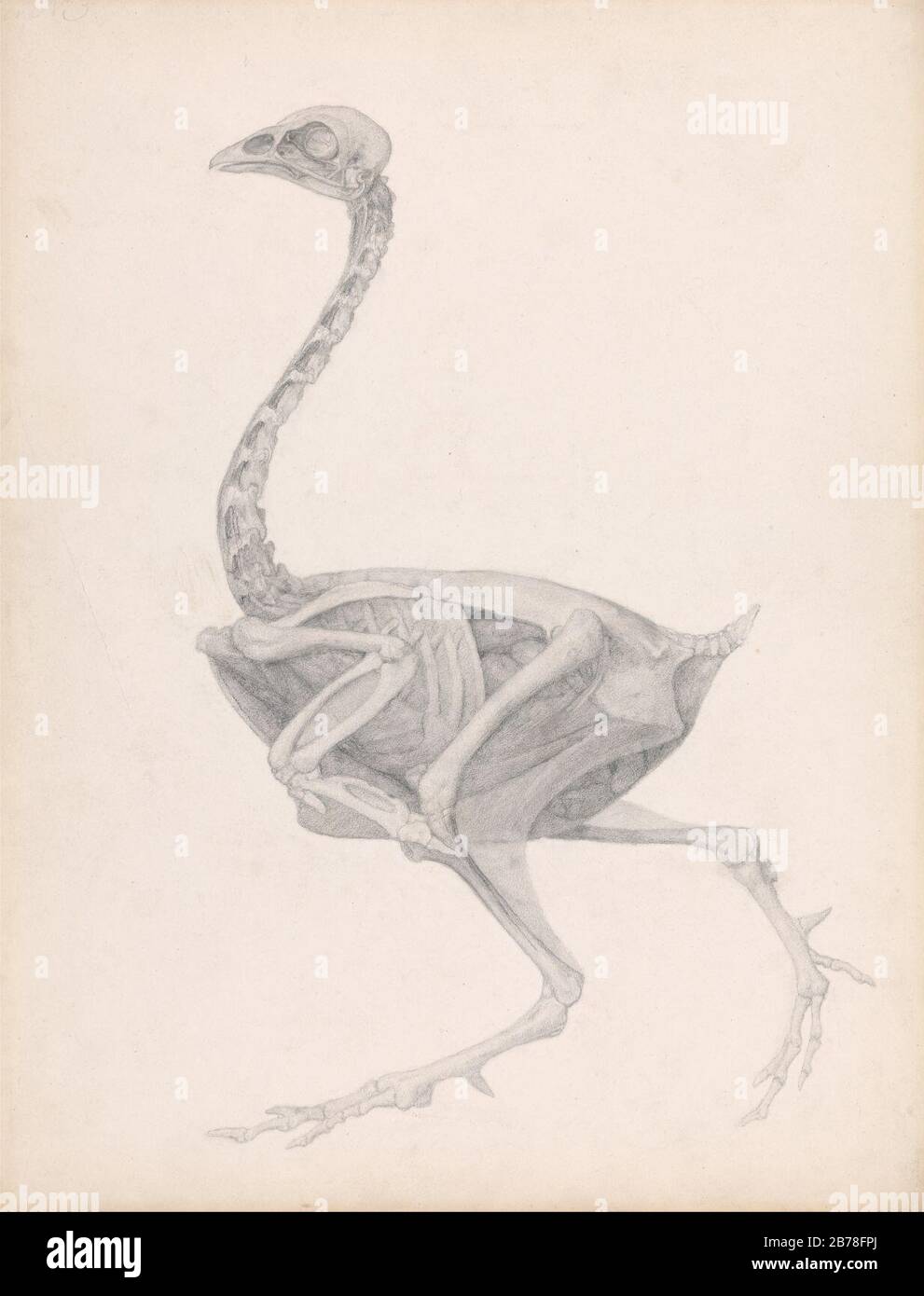 George Stubbs - exposition anatomique comparée de la structure du corps ...