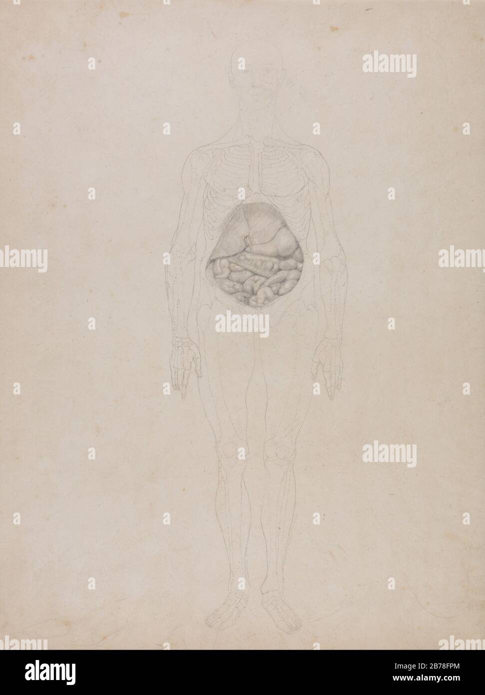 George Stubbs - exposition anatomique comparée de la structure du corps ...