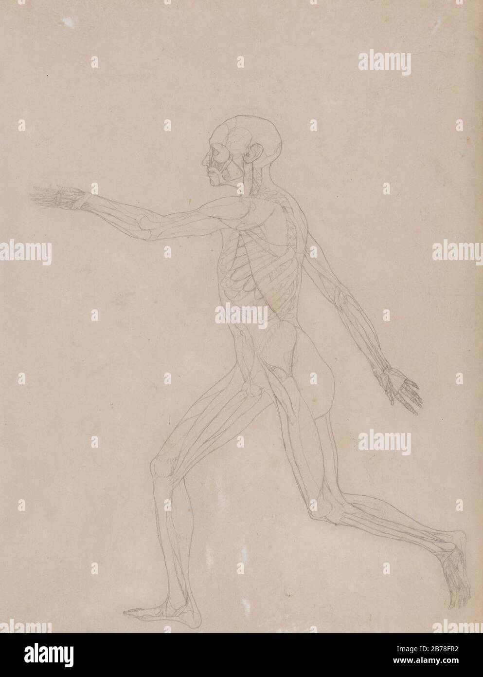 George Stubbs - exposition anatomique comparée de la structure du corps ...