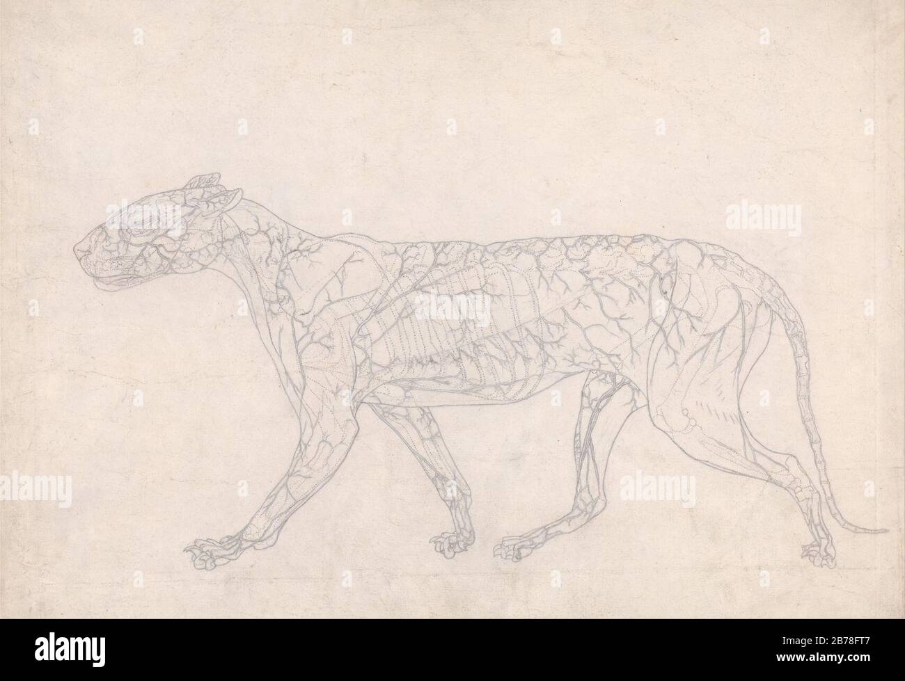 George Stubbs - exposition anatomique comparée de la structure du corps ...