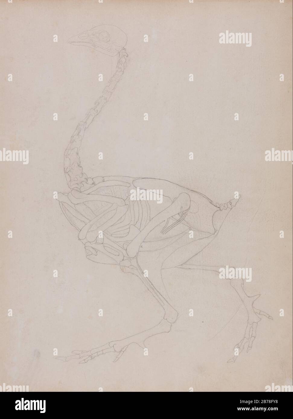 George Stubbs - exposition anatomique comparée de la structure du corps ...