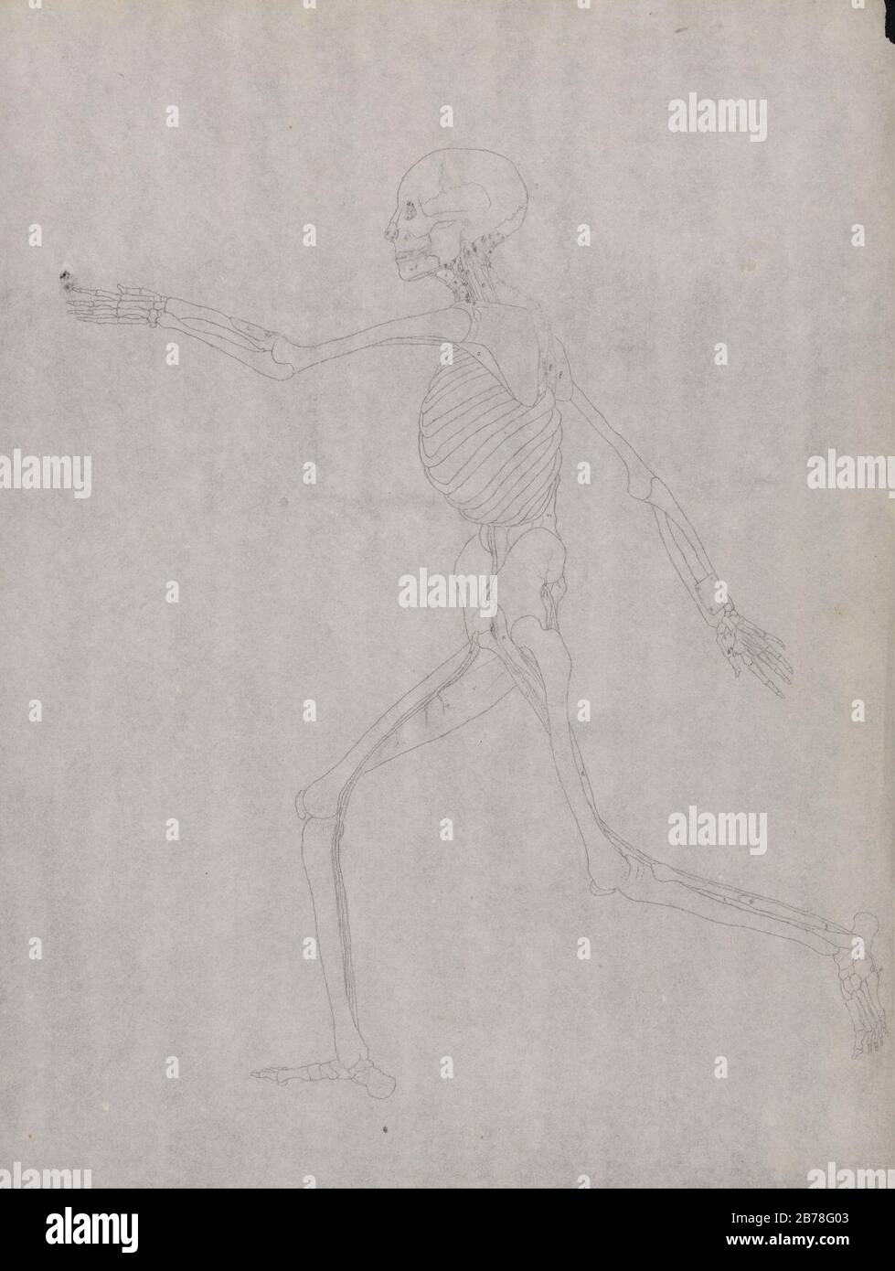 Vintage human body structure Banque de photographies et d’images à ...