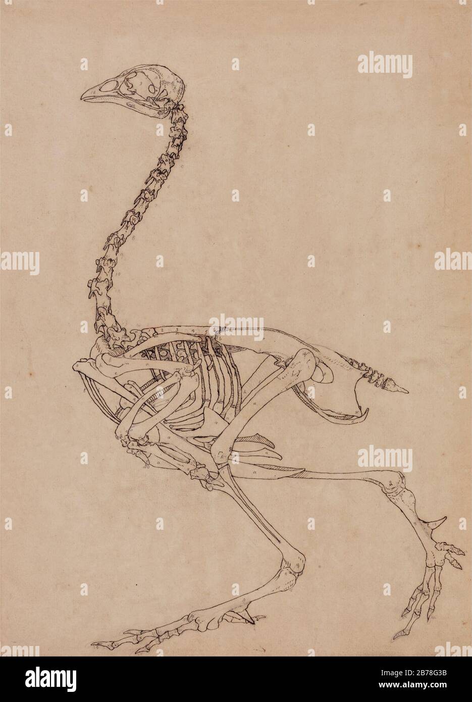 George Stubbs - exposition anatomique comparée de la structure du corps ...