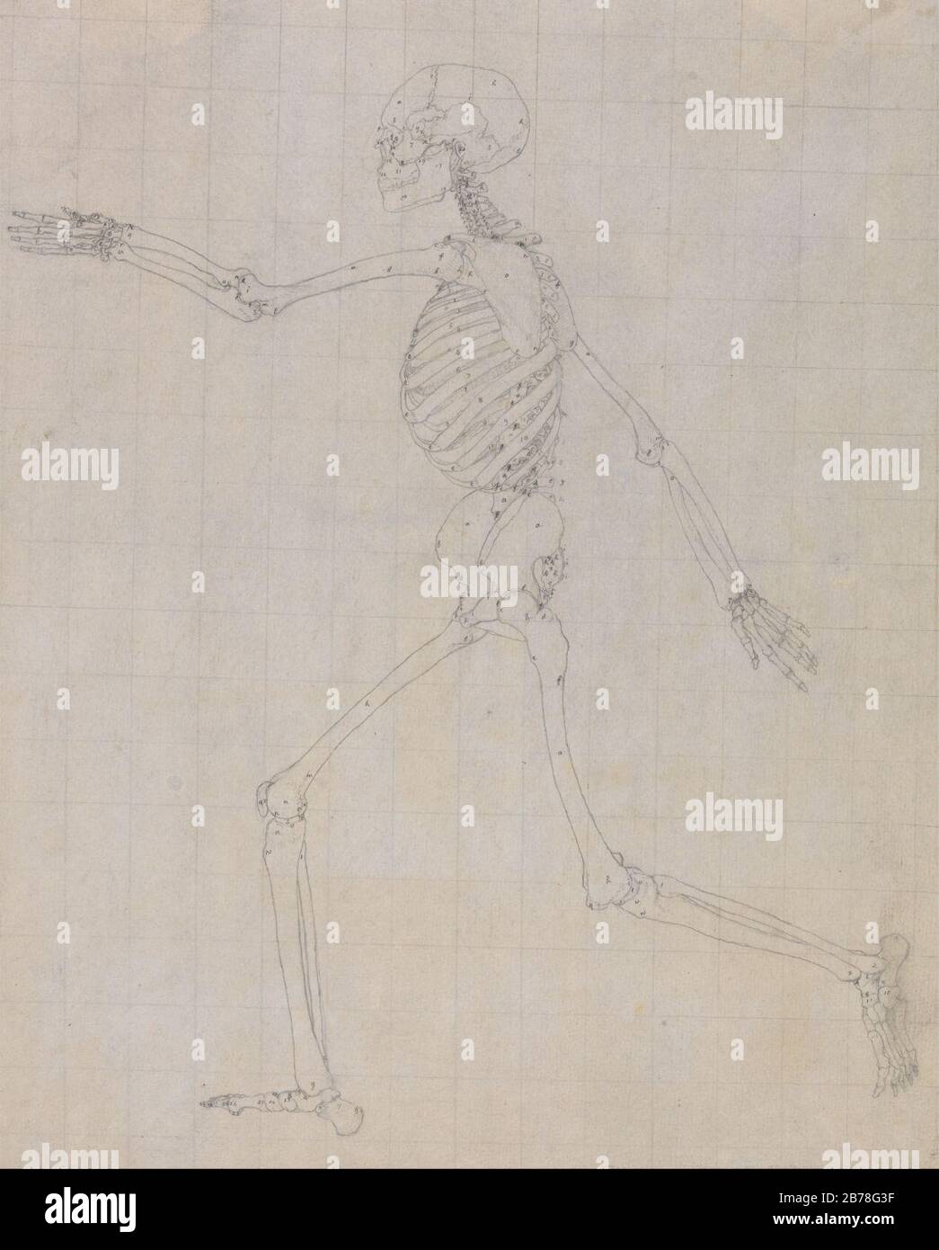 George Stubbs - exposition anatomique comparée de la structure du corps ...