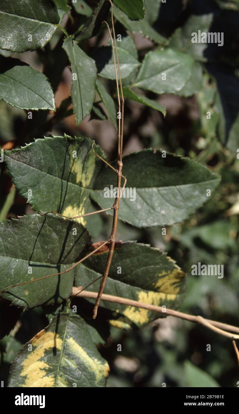 Morphologie des insectes Banque de photographies et d’images à haute ...