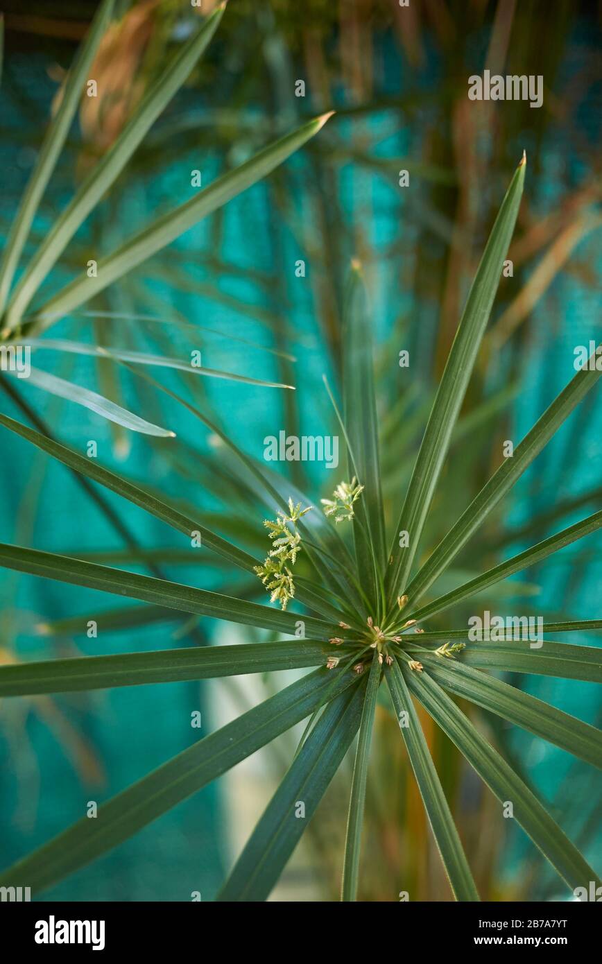 Papyrus cyperus alternifolius Banque de photographies et d’images à ...